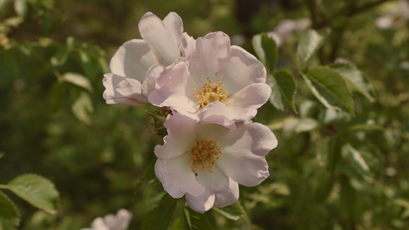 Thoughts on Wild Rose (Rosa spp.) - SARAH ÁGUSTA